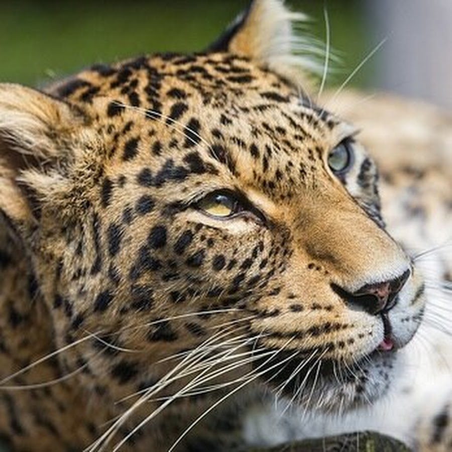 Leopardess - YouTube