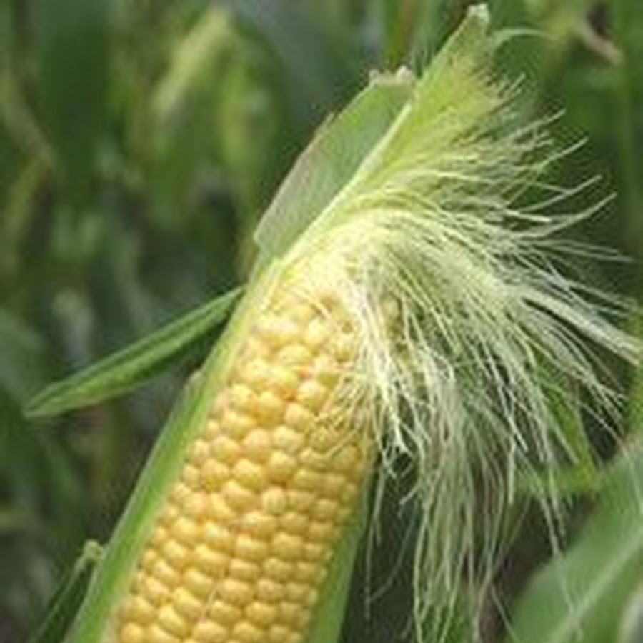 Crazy Corn - YouTube