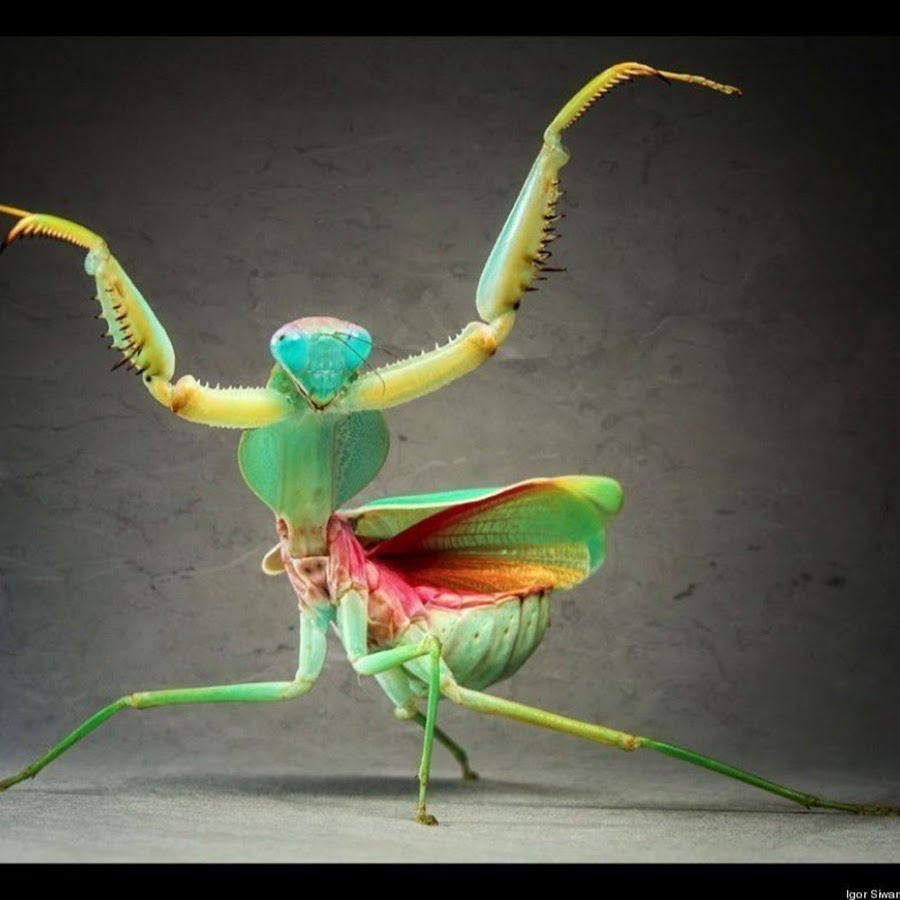 Mantis Toboggan - YouTube