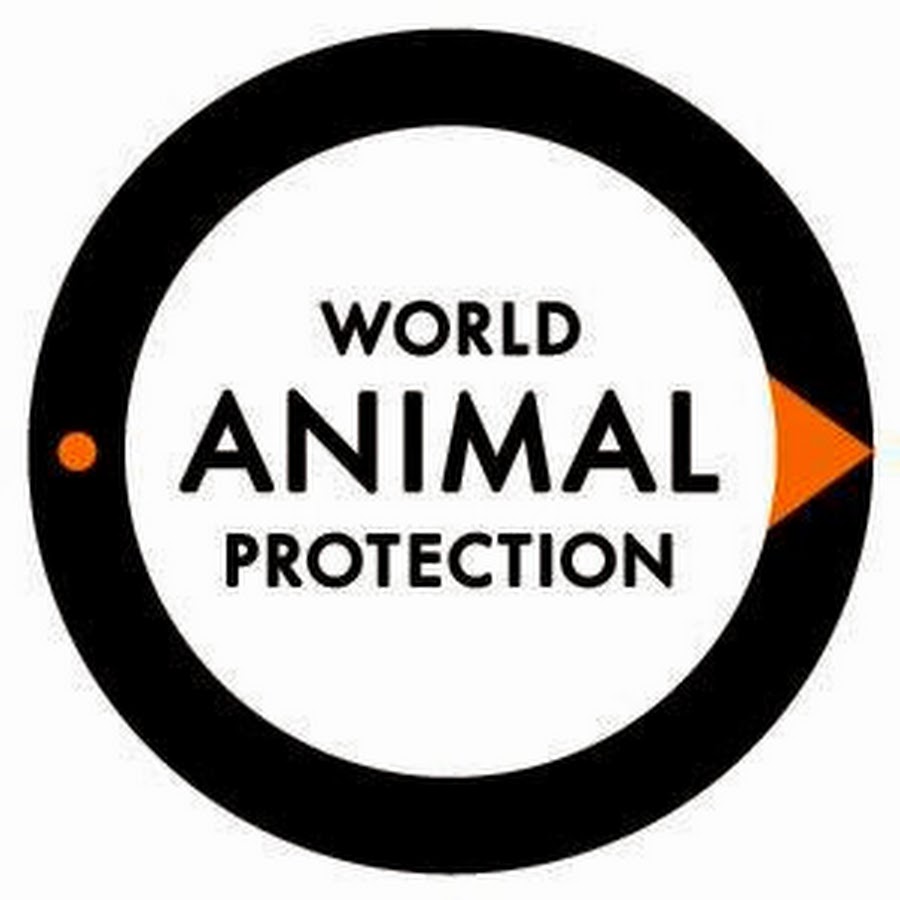 World Animal Protection Nederland - YouTube