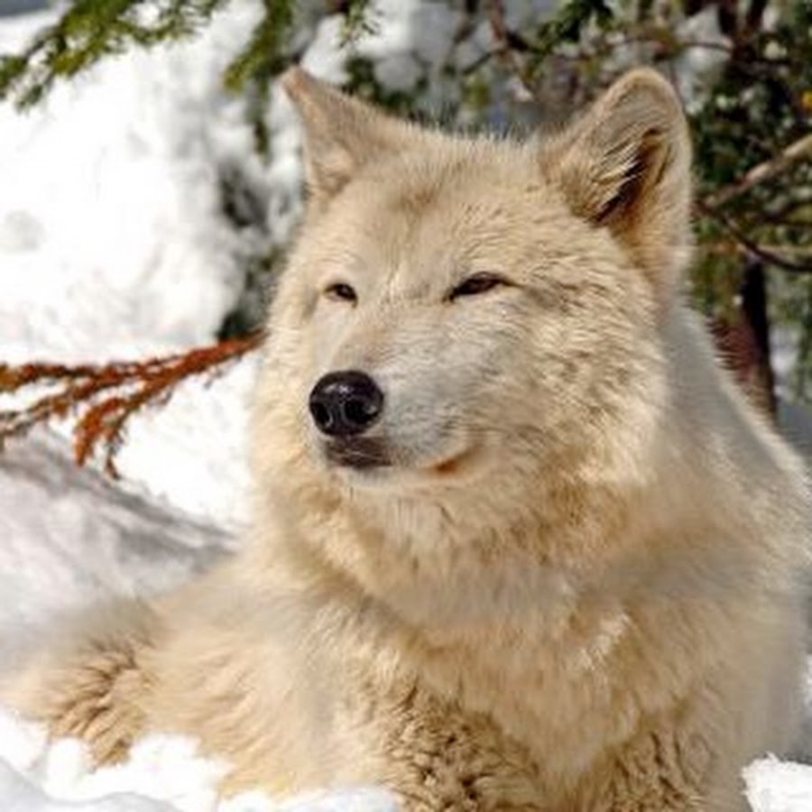 Jared Tertal - YouTube