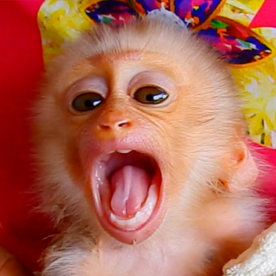 Monkey Milo - YouTube