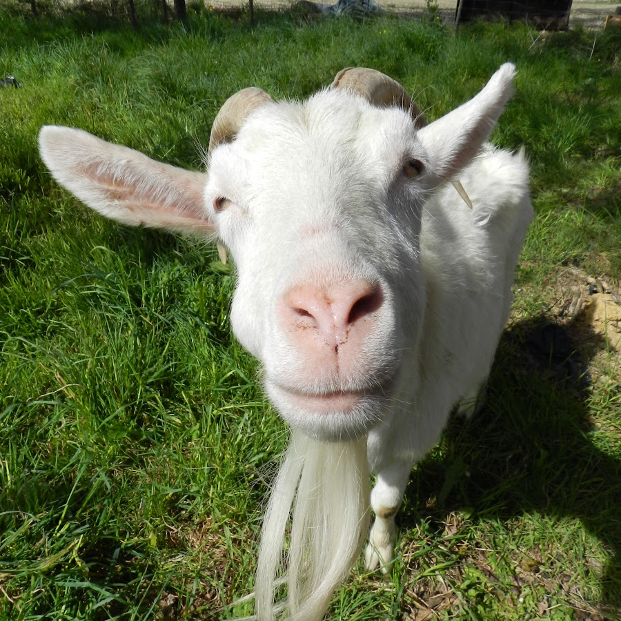 La Biquette - YouTube