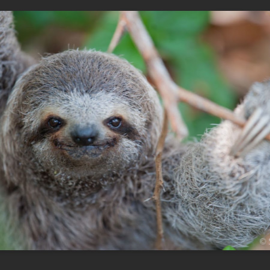 sleepy sloth - YouTube