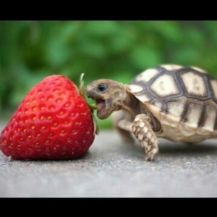 Derp Turtle - YouTube