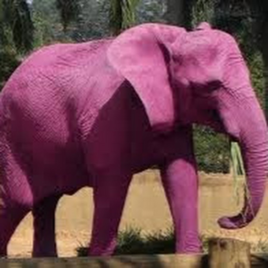 Emily Elephant - YouTube