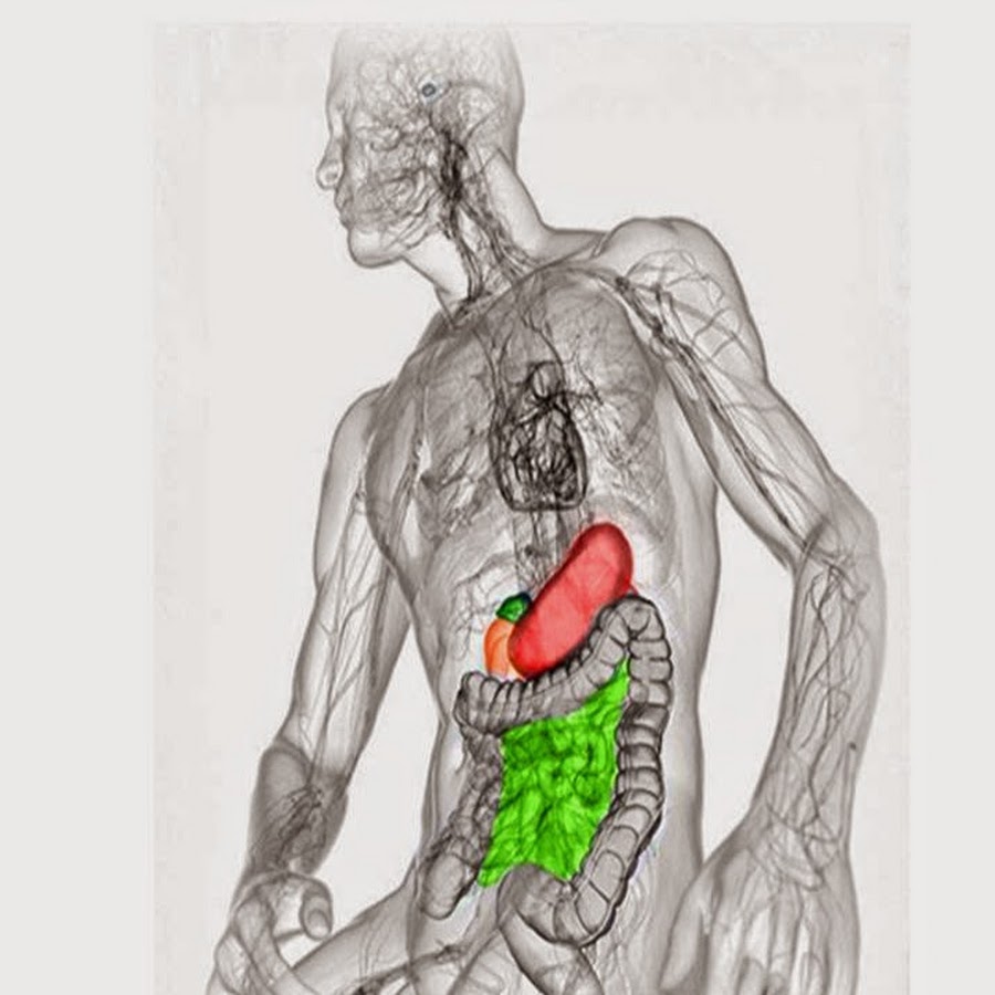In vitro food digestion - COST action INFOGEST - YouTube