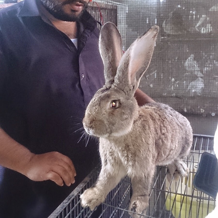 Pakistan Rabbits breeders - YouTube