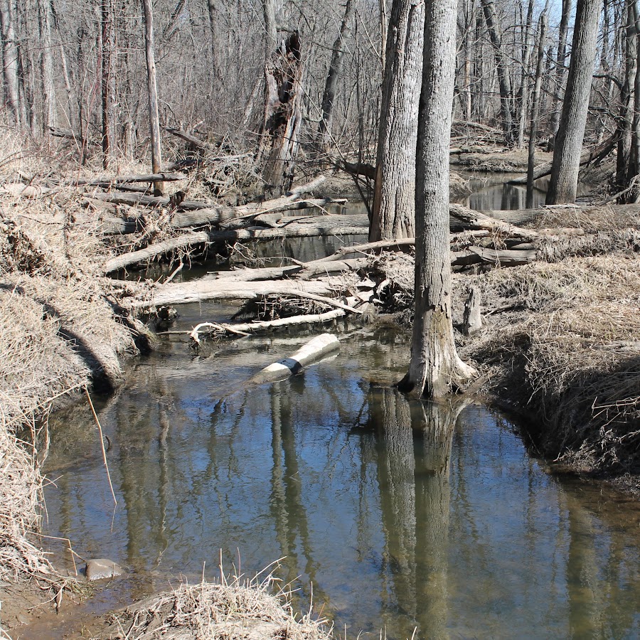 Our Swamp Life - YouTube