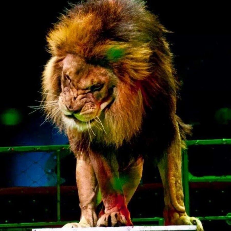Mr. Lion - YouTube