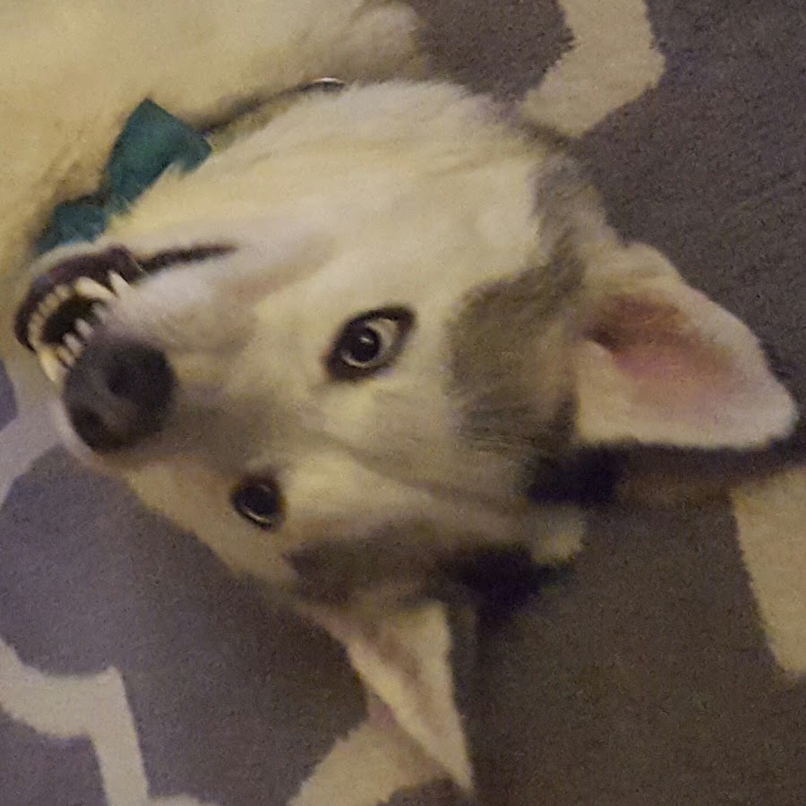 The evil husky - YouTube