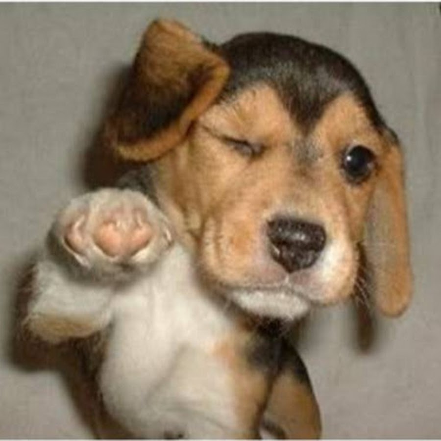 snarky puppy - YouTube