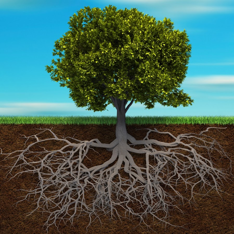 enraizados en Cristo NLC - YouTube