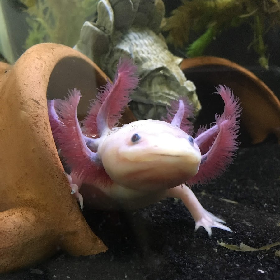 Axolotl México - YouTube