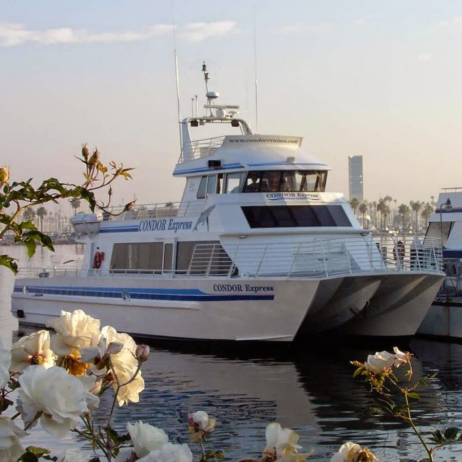 Condor Express Whale Watching - YouTube