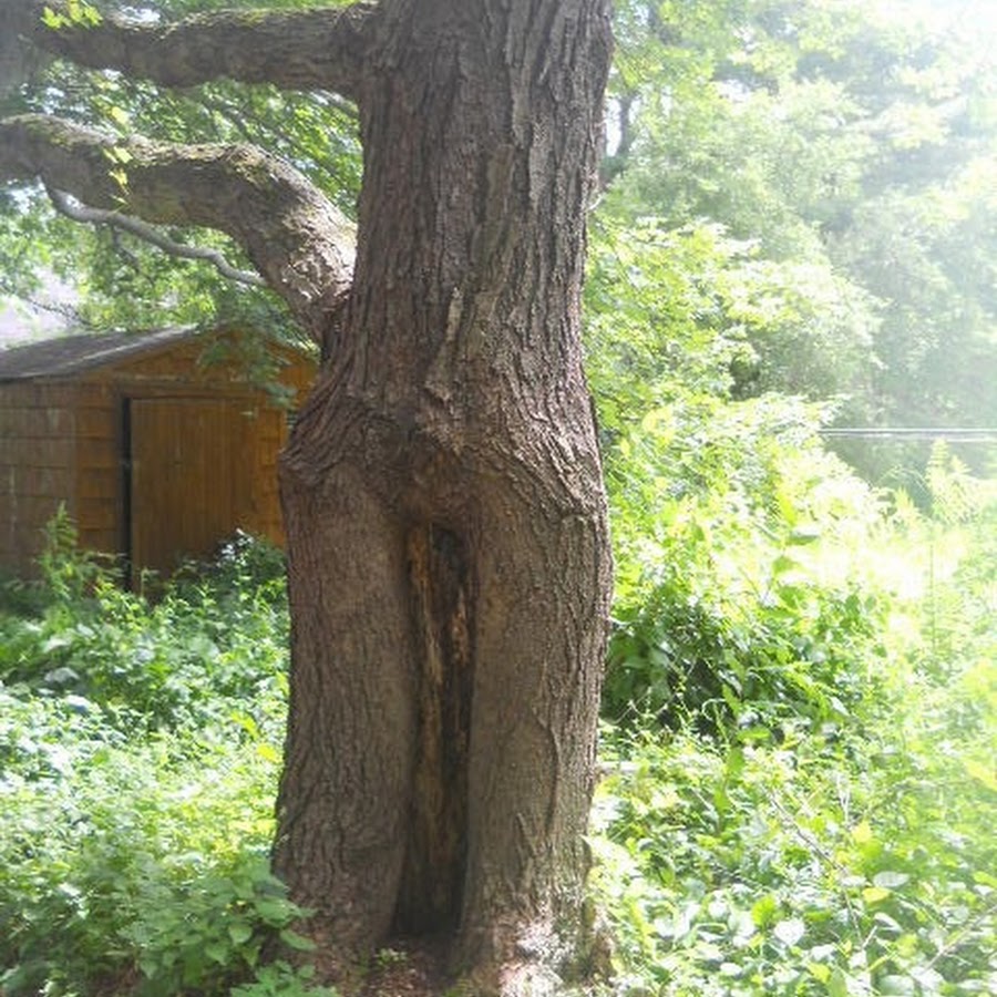 dingle berry - YouTube