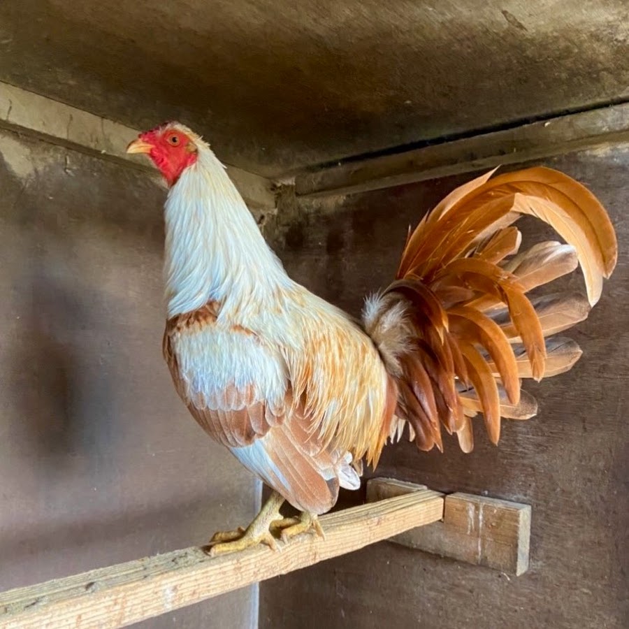 MeadowValley Gamefowl Uk - YouTube