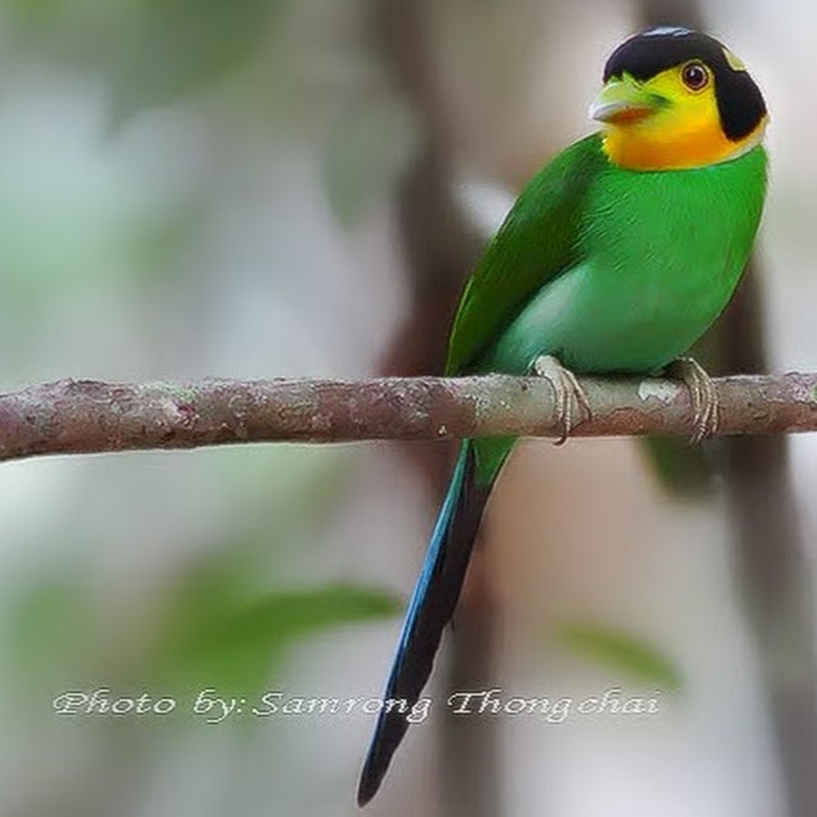 Smile _Bird Bird - YouTube