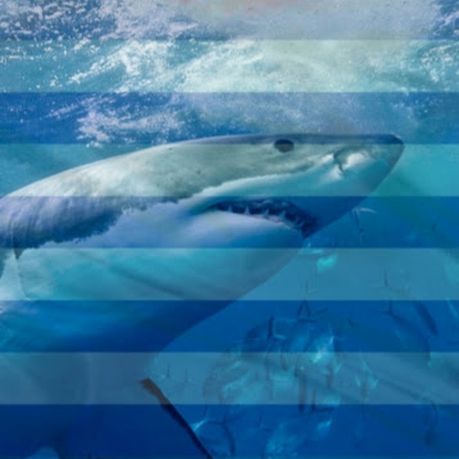 Sharks In Greece - YouTube