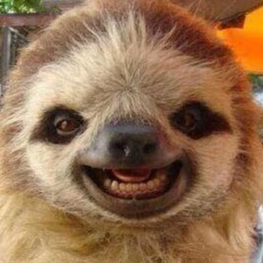 Rabid Sloth - YouTube