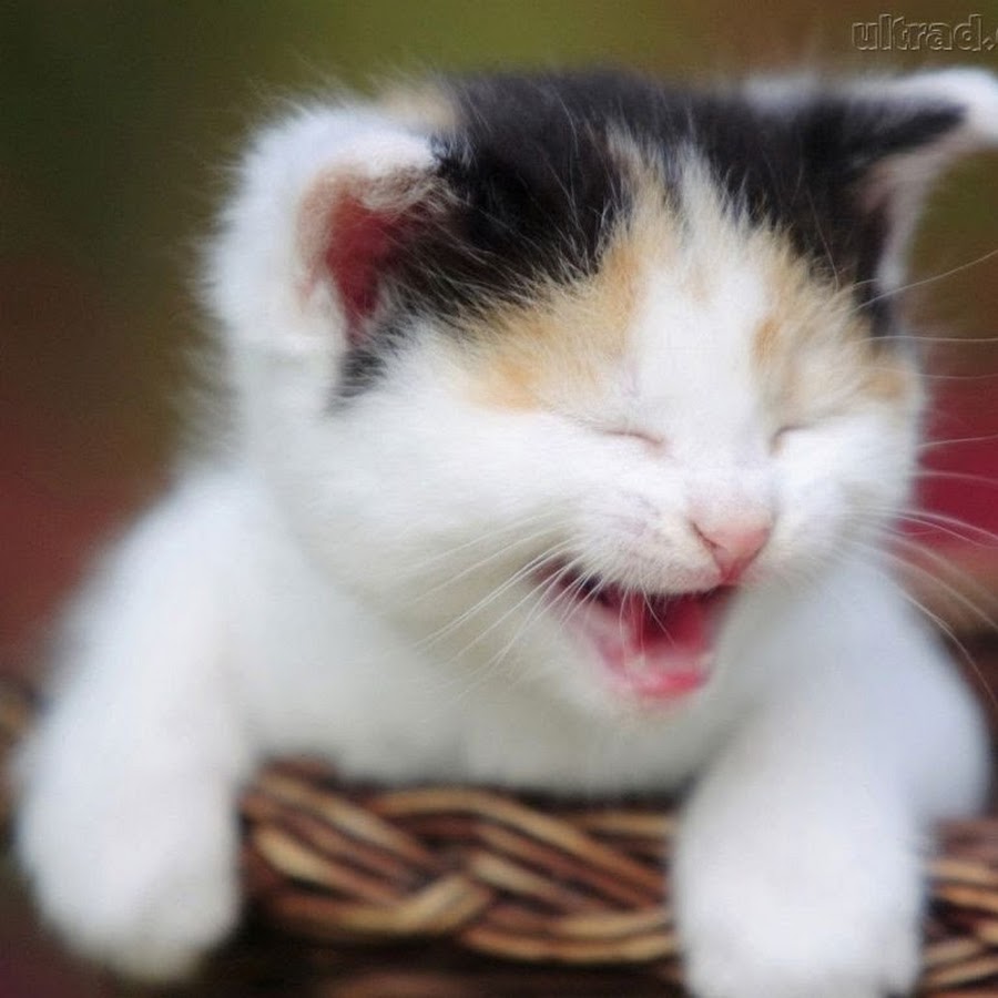 O Gato que RI - YouTube