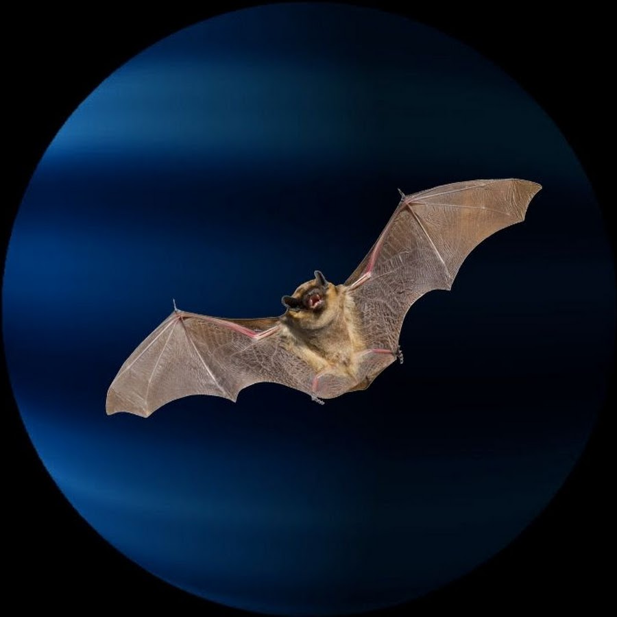 KEPLER-51 D BAT MAPPING - YouTube