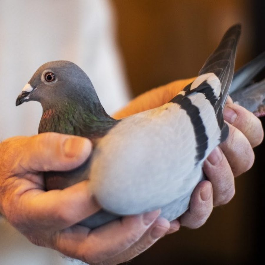 Pigeons Luxury - Famous Pigeons - YouTube