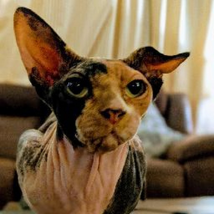 Andrew Rasmus - YouTube