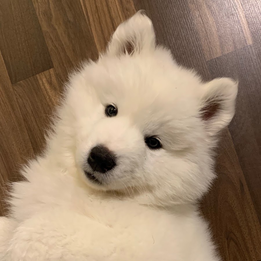 certified floof - YouTube