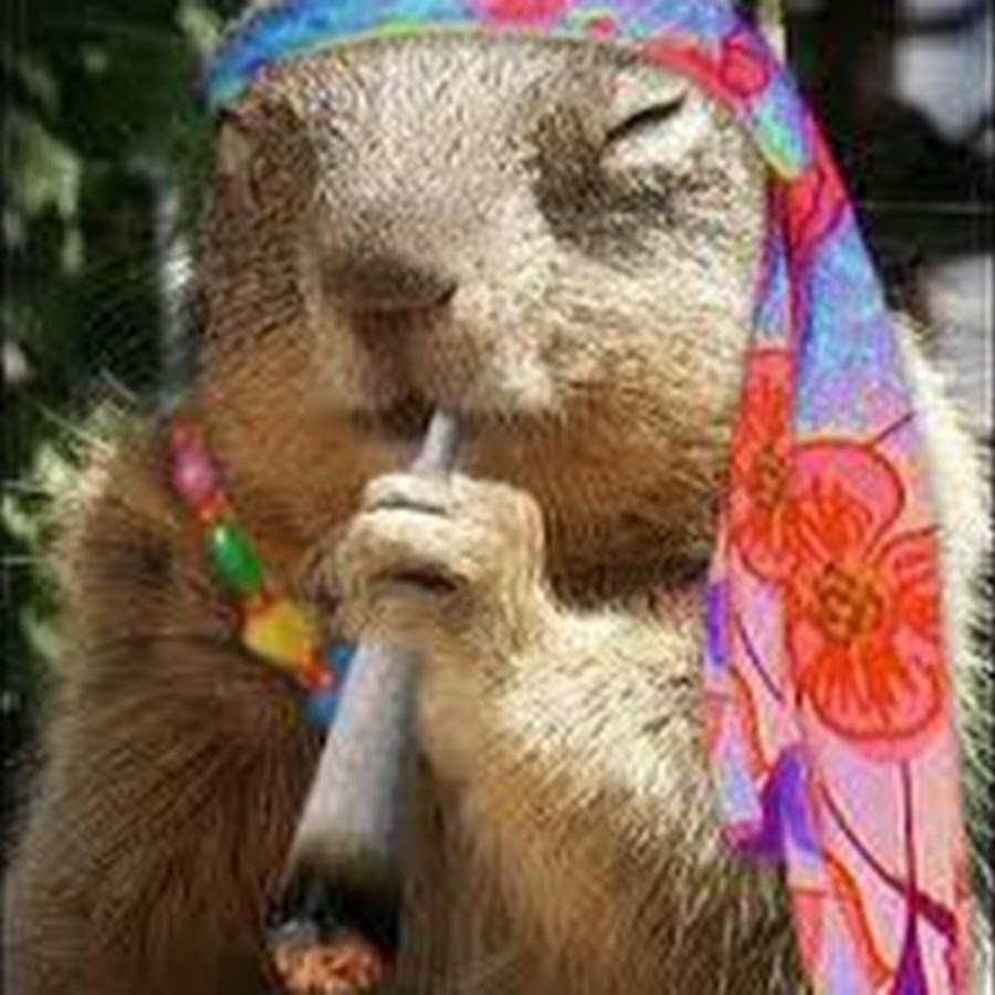 Smoked Squirrels - YouTube