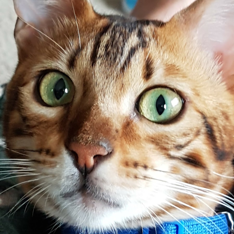 Loki the Cat - YouTube