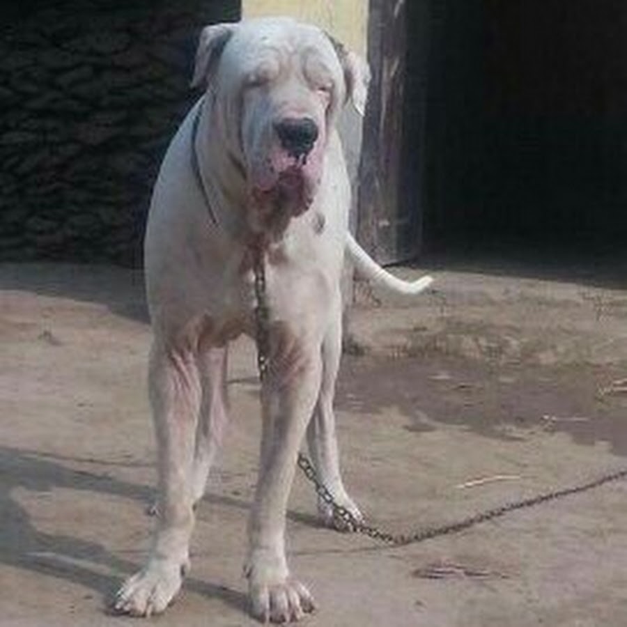 Pakistani Bully Kutta - YouTube