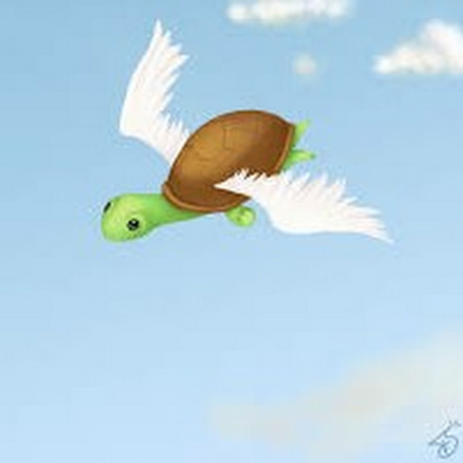 flying turtles - YouTube