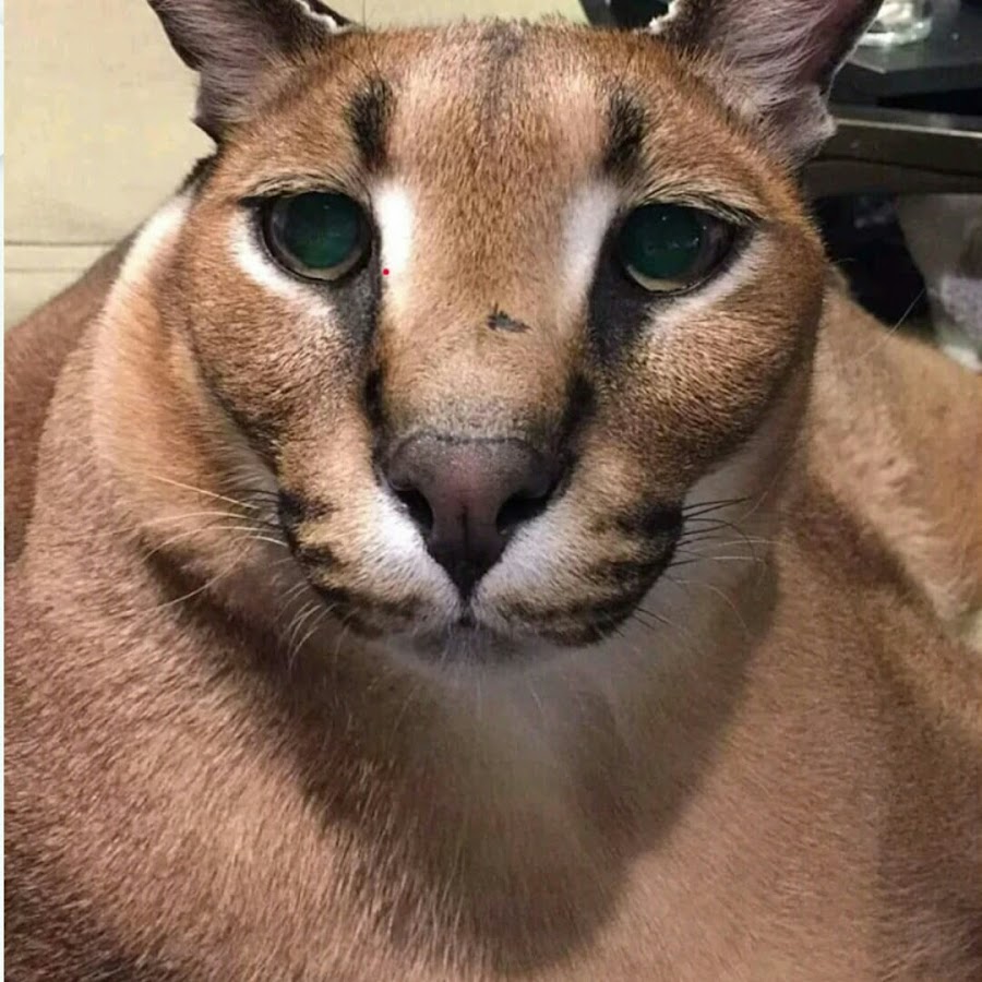 AFEEF CHANNEL - YouTube