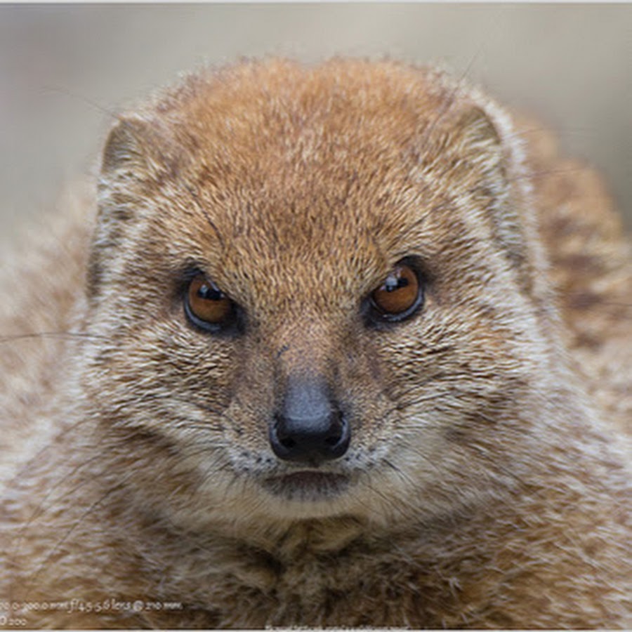 Mr. Mangust - YouTube