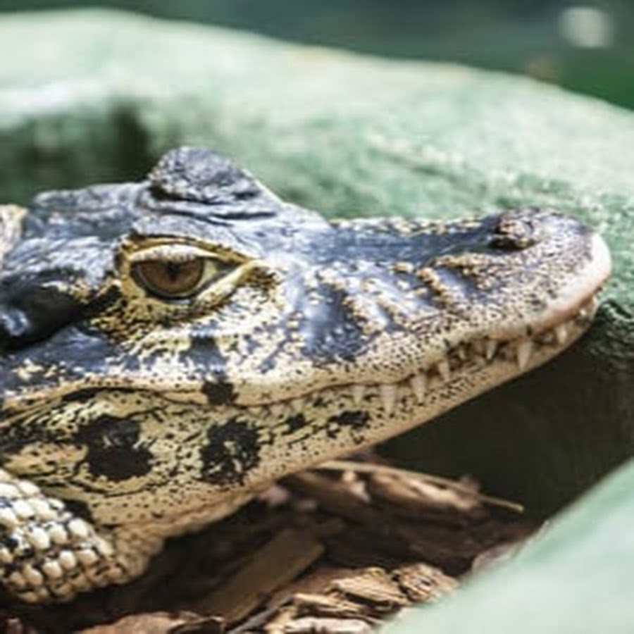 The Kaiman Collective - YouTube