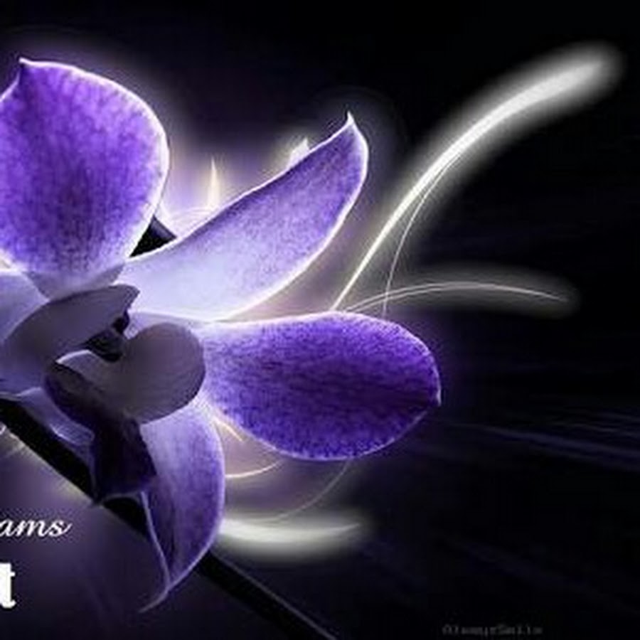 vampire flower - YouTube