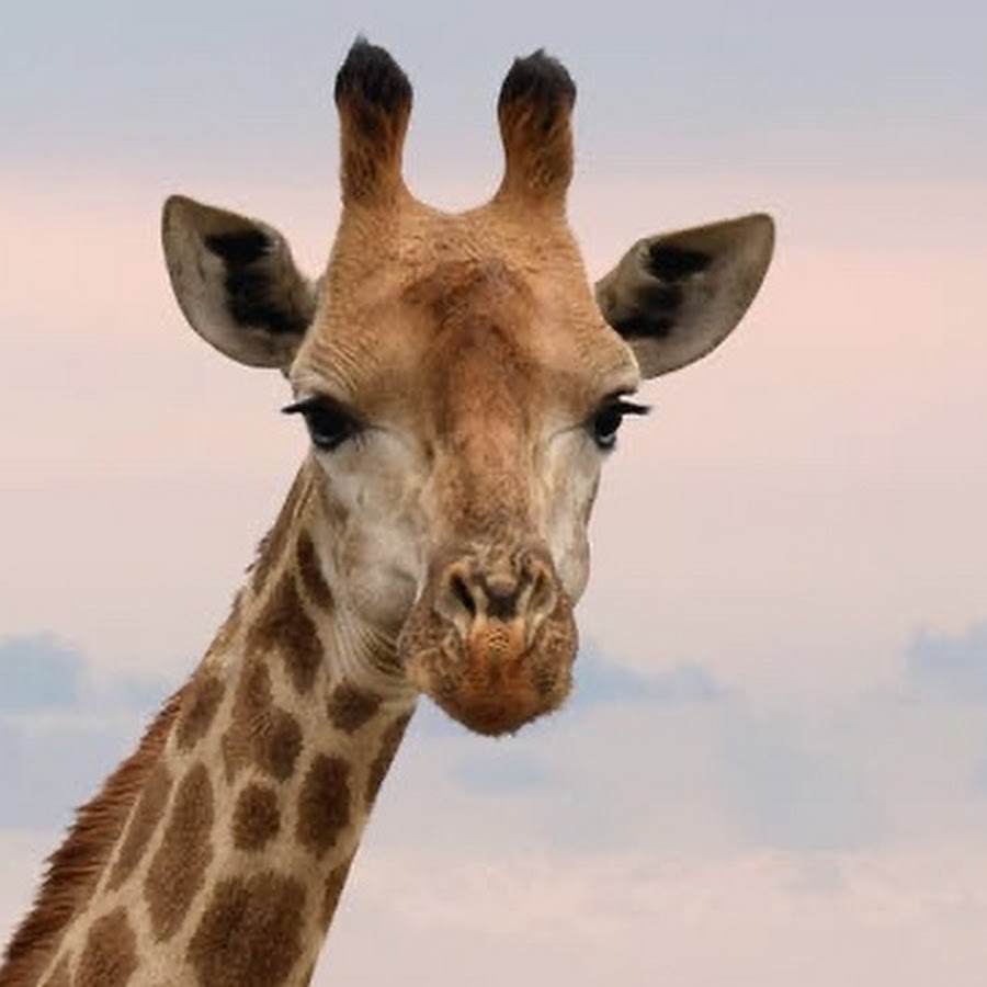 Giraffe_God Xx - YouTube