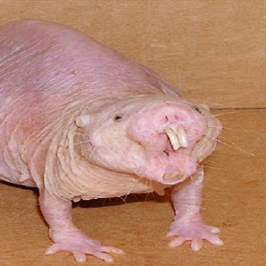 DisabledRat - YouTube