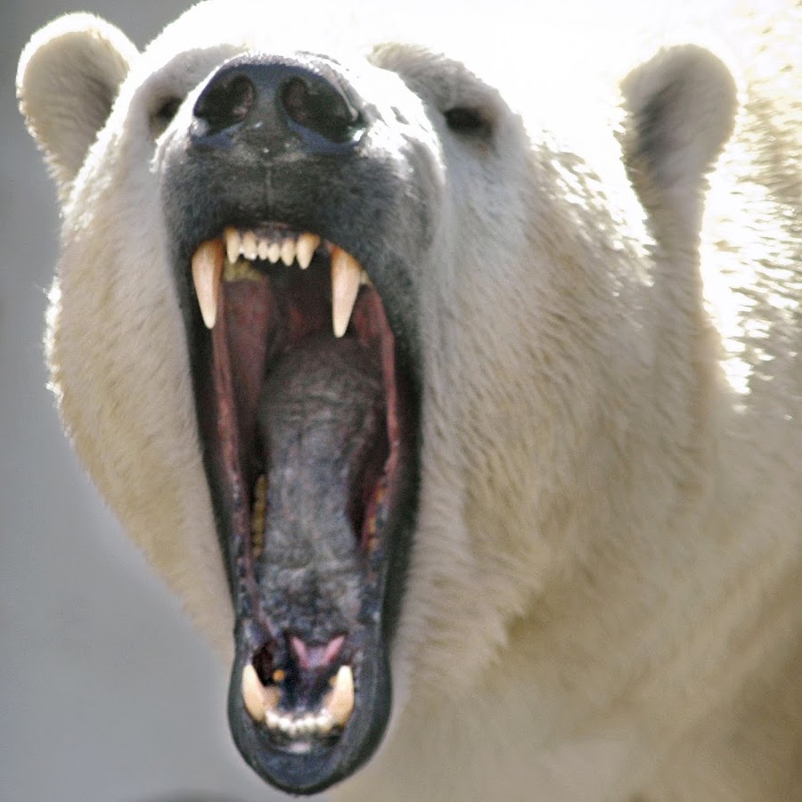 Angry Polar Bear - YouTube