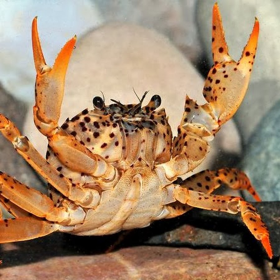 Royal Crab - YouTube