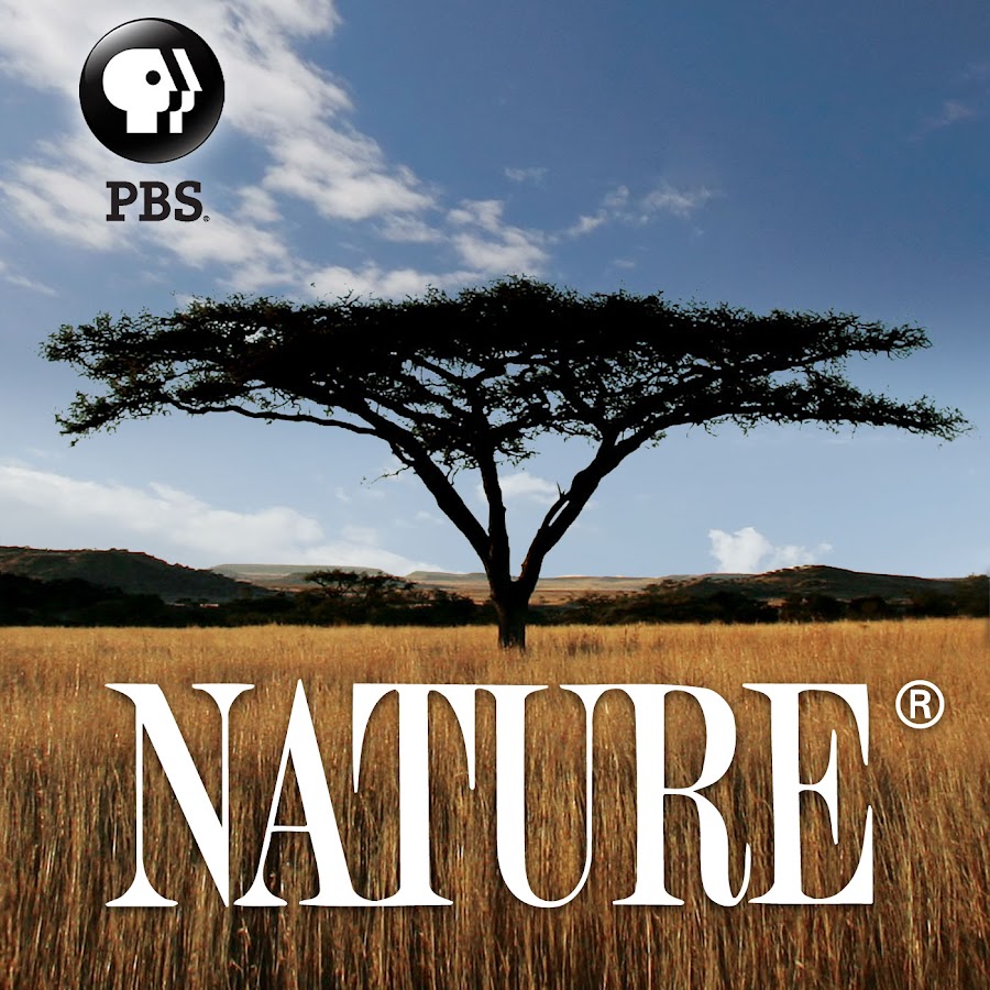 Nature TV - YouTube