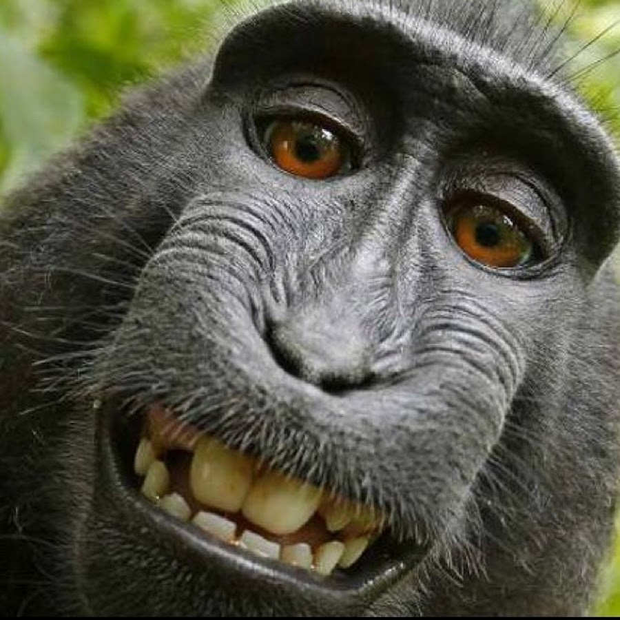 Monkey Man - YouTube