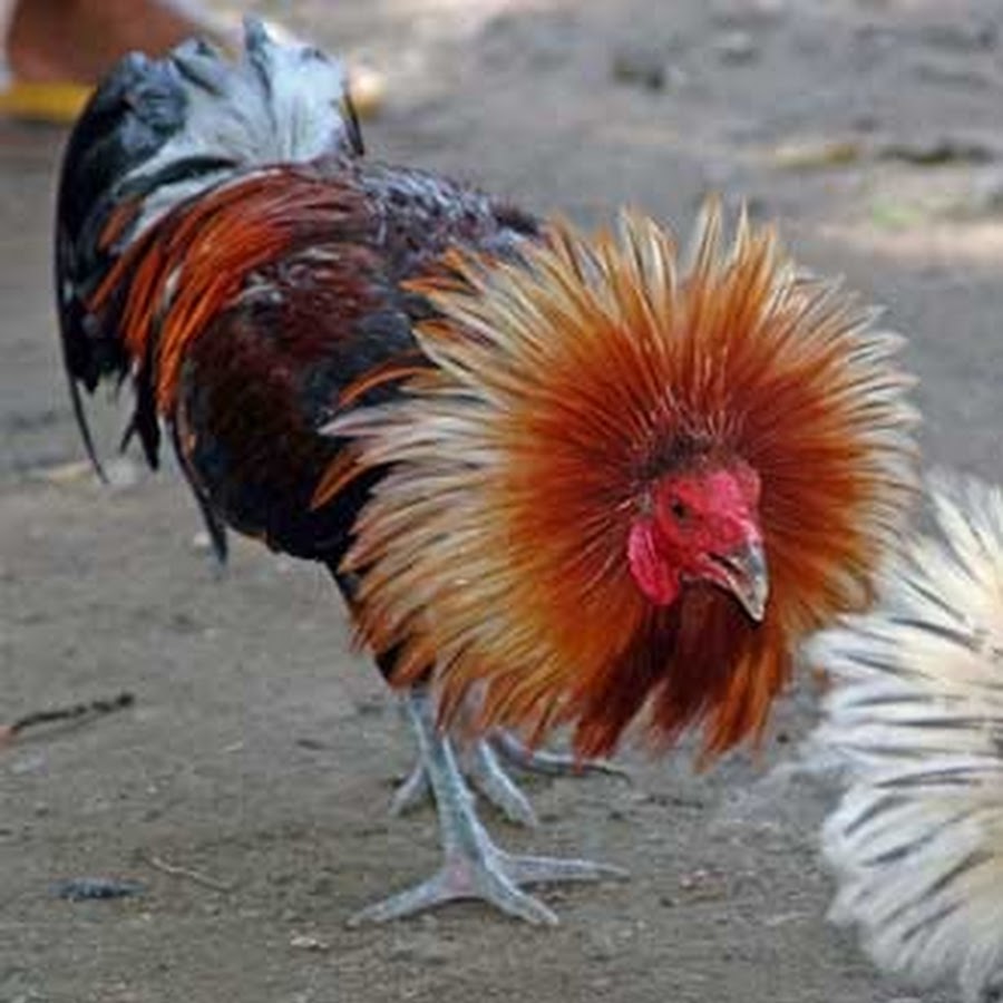 Sabong Manok - YouTube