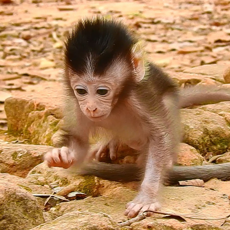 Daily Monkey Tube - YouTube