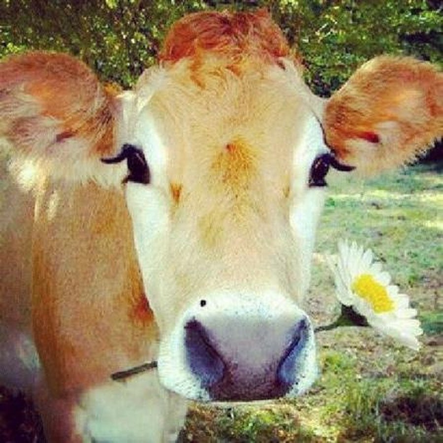 Miss Moo - YouTube