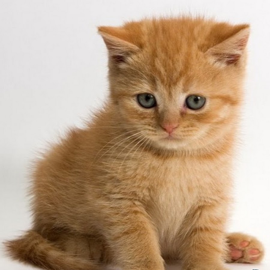 Anna Cat TV - YouTube