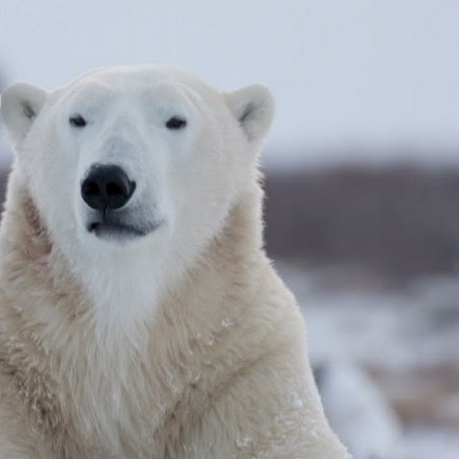 Wild Documentary Animals - YouTube