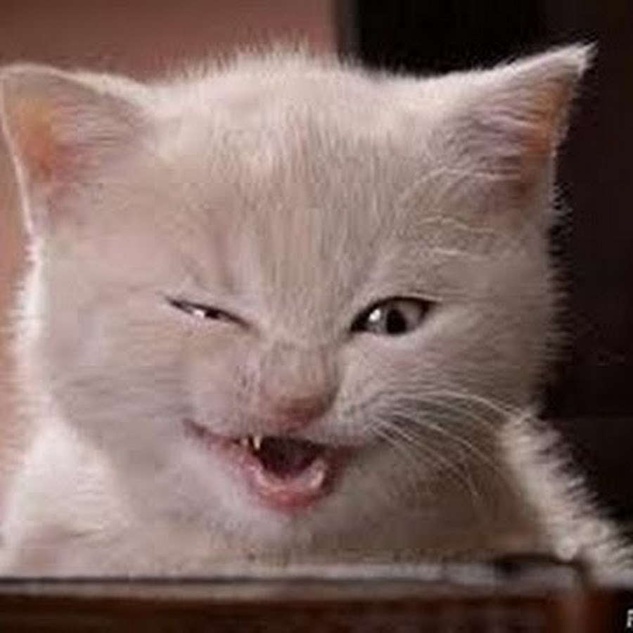 Marzipan Cat - YouTube