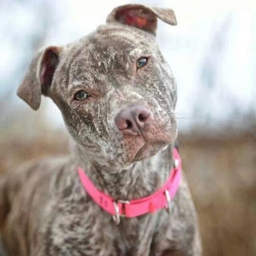 THE APBT WORLD - YouTube